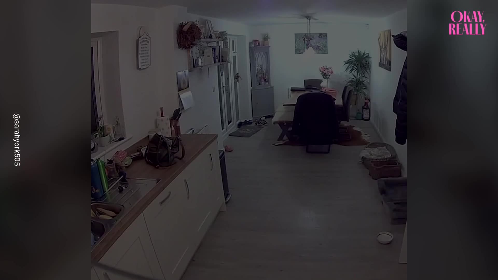 Hilarious Moment Dog Steals Prosecco, Then Takes a Funny Fall!