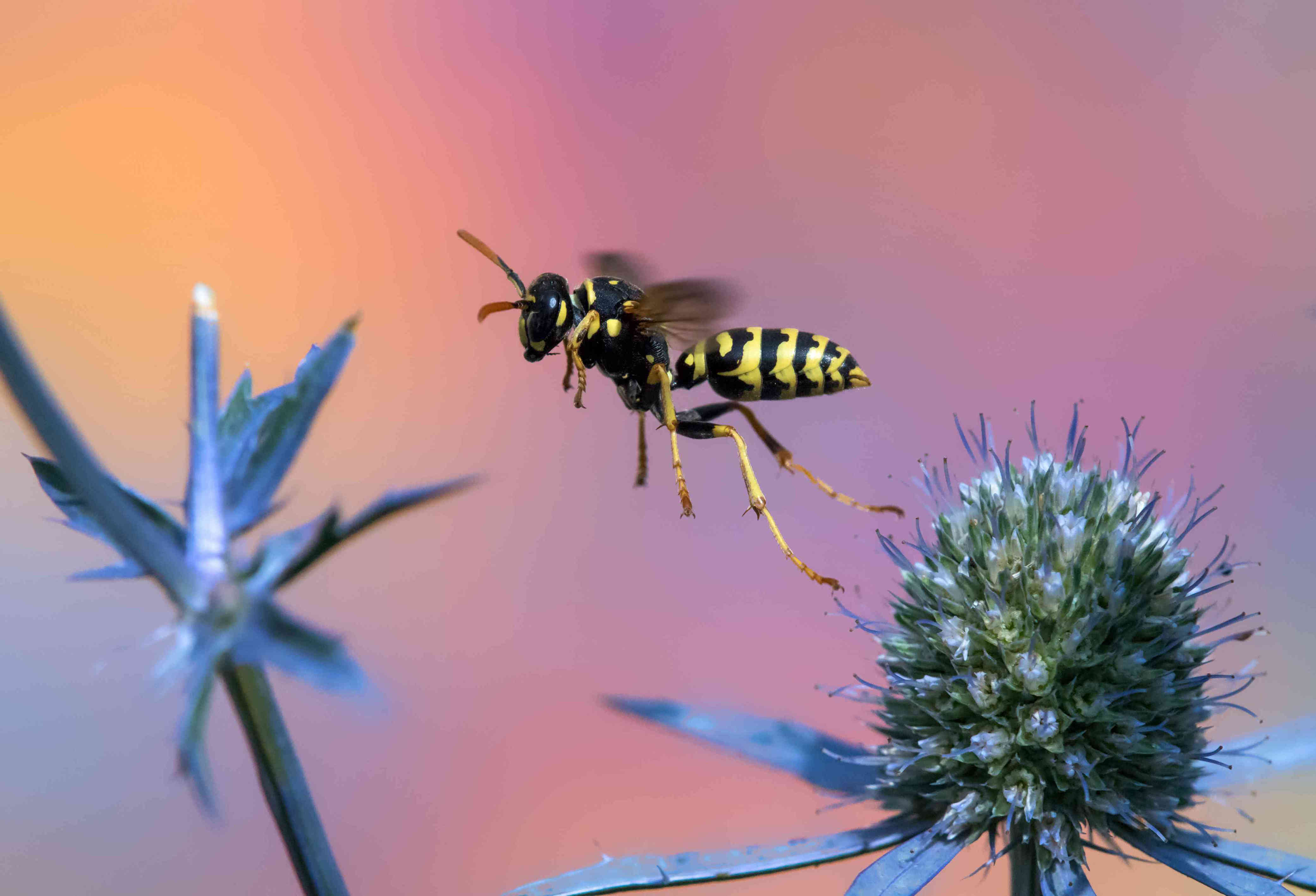 6 Things That Attract Wasps to Your Yard—and What to Do Next