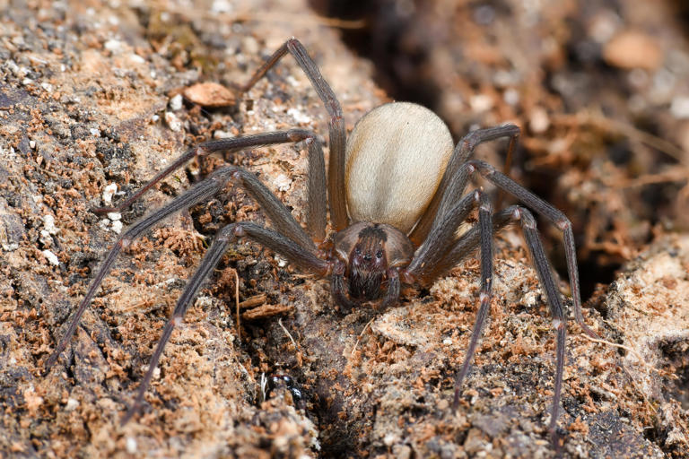 Spotted a brown recluse in the home? What to do to protect your space ...
