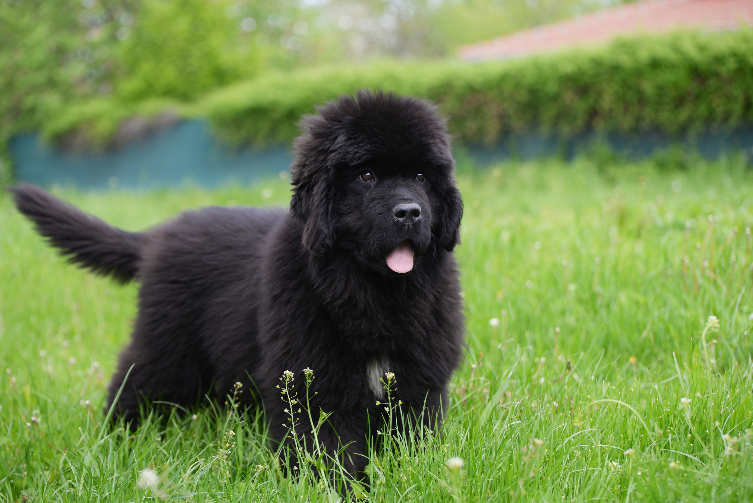 The most expensive dog breeds in the world