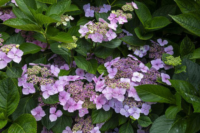 How to Grow and Care for Bigleaf Hydrangeas for Better Blooms This Summer