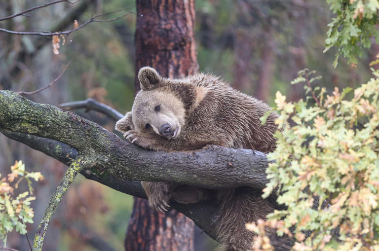 Are You Ready For 'March Napness'?