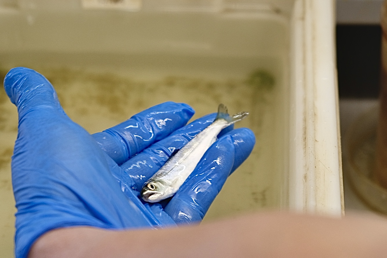 Dead fish stink up the Newsom-Trump truce on water