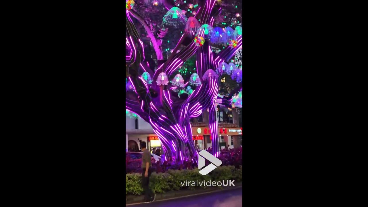 VV4929 Large tree wrapped in vibrant lights