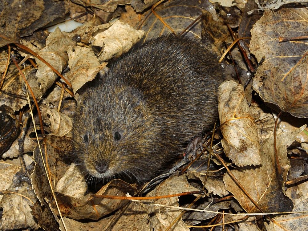 Growing Things: How to deal with vole damage