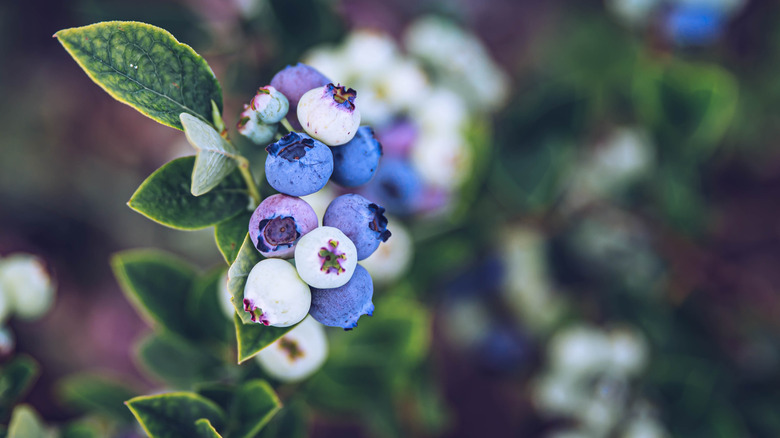 15 Unique Blueberry Varieties You Should Know About