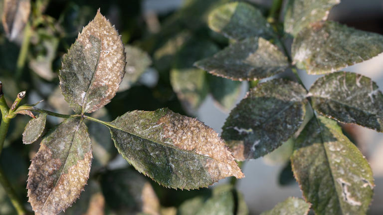 Common Butterfly Bush Problems And Diseases You Shouldn't Ignore