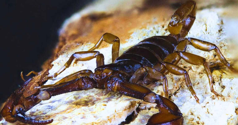 Researchers Stunned to Find Extremely Rare 125 Million-Yr-Old Fossil of ...