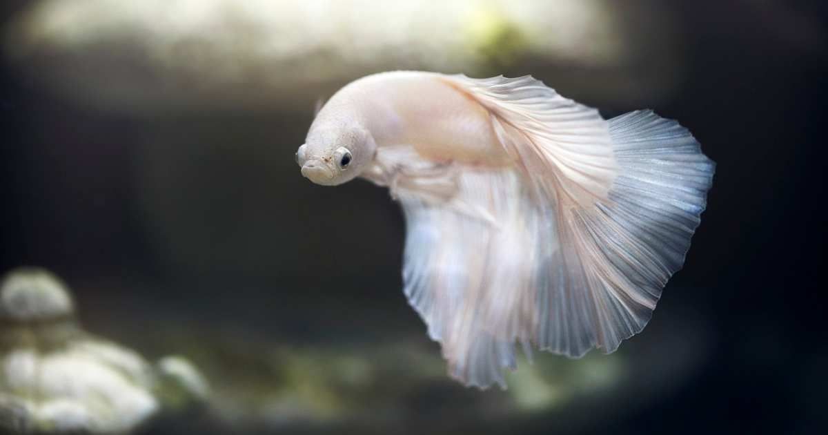 Scientists Stumble on First-of-a-Kind Golden Cavefish That Still ...