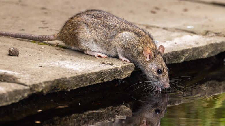 The City With The Highest Rat Population Surprisingly Isn't New York