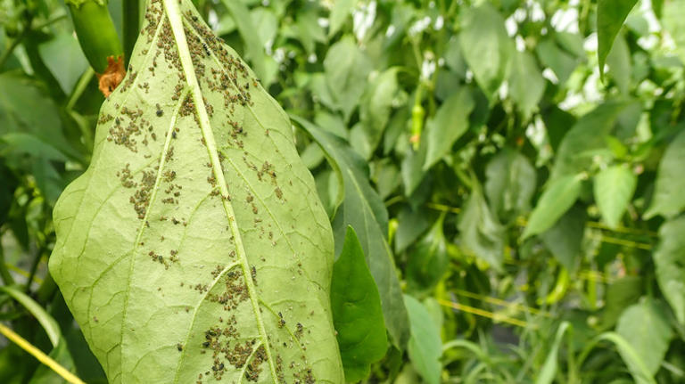 Common Butterfly Bush Problems And Diseases You Shouldn't Ignore