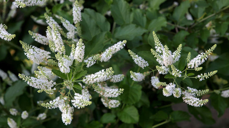 Common Butterfly Bush Problems And Diseases You Shouldn't Ignore