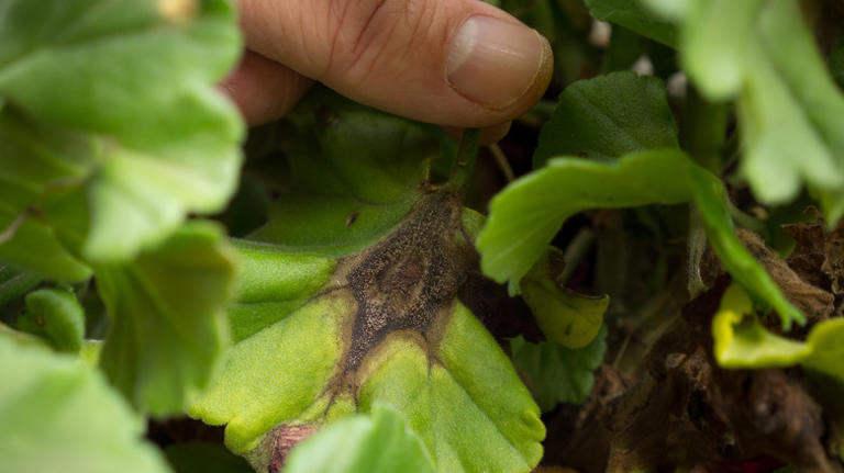 Common Butterfly Bush Problems And Diseases You Shouldn't Ignore
