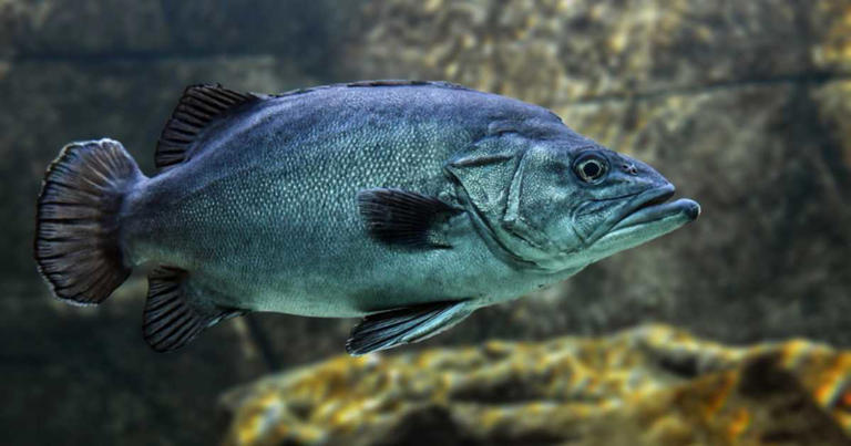 Scientists Stumble on First-of-a-Kind Golden Cavefish That Still ...
