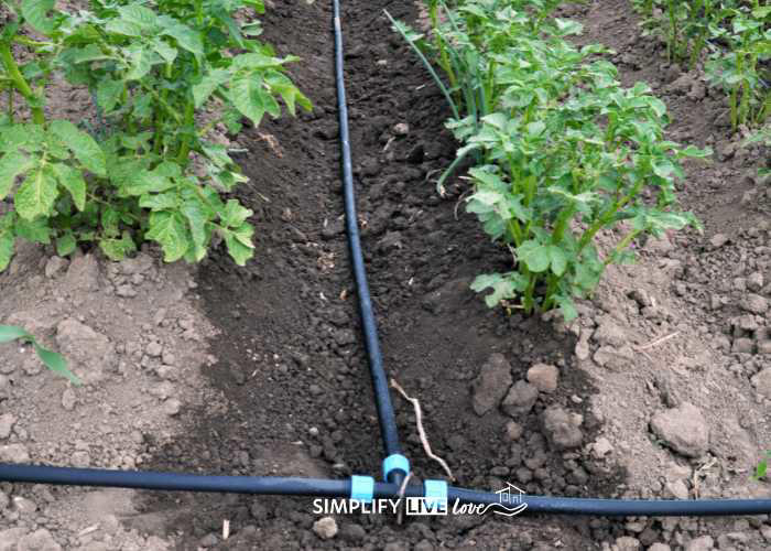 No-Dig Potato Growing Guide: The Easiest Method for Home Gardeners