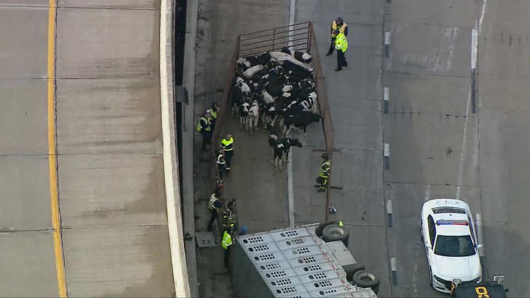 Truck hauling over 125 cows rolls over in Indiana; all lanes blocked