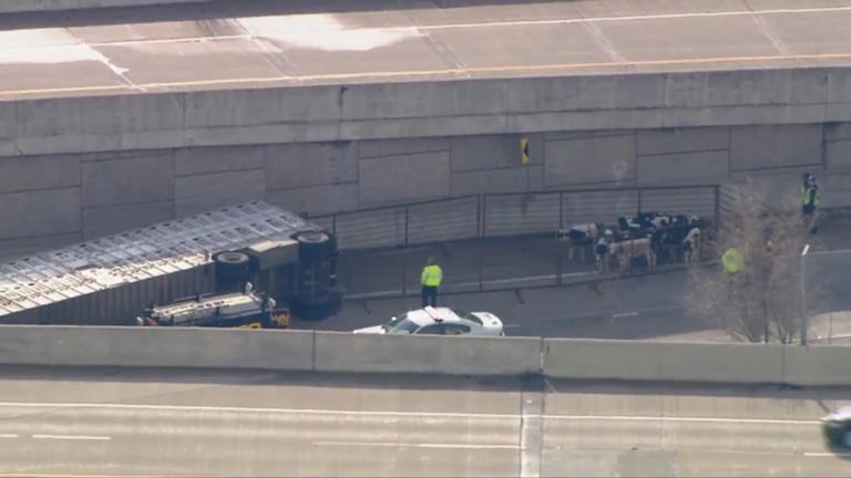 Truck hauling over 125 cows rolls over in Indiana; all lanes blocked