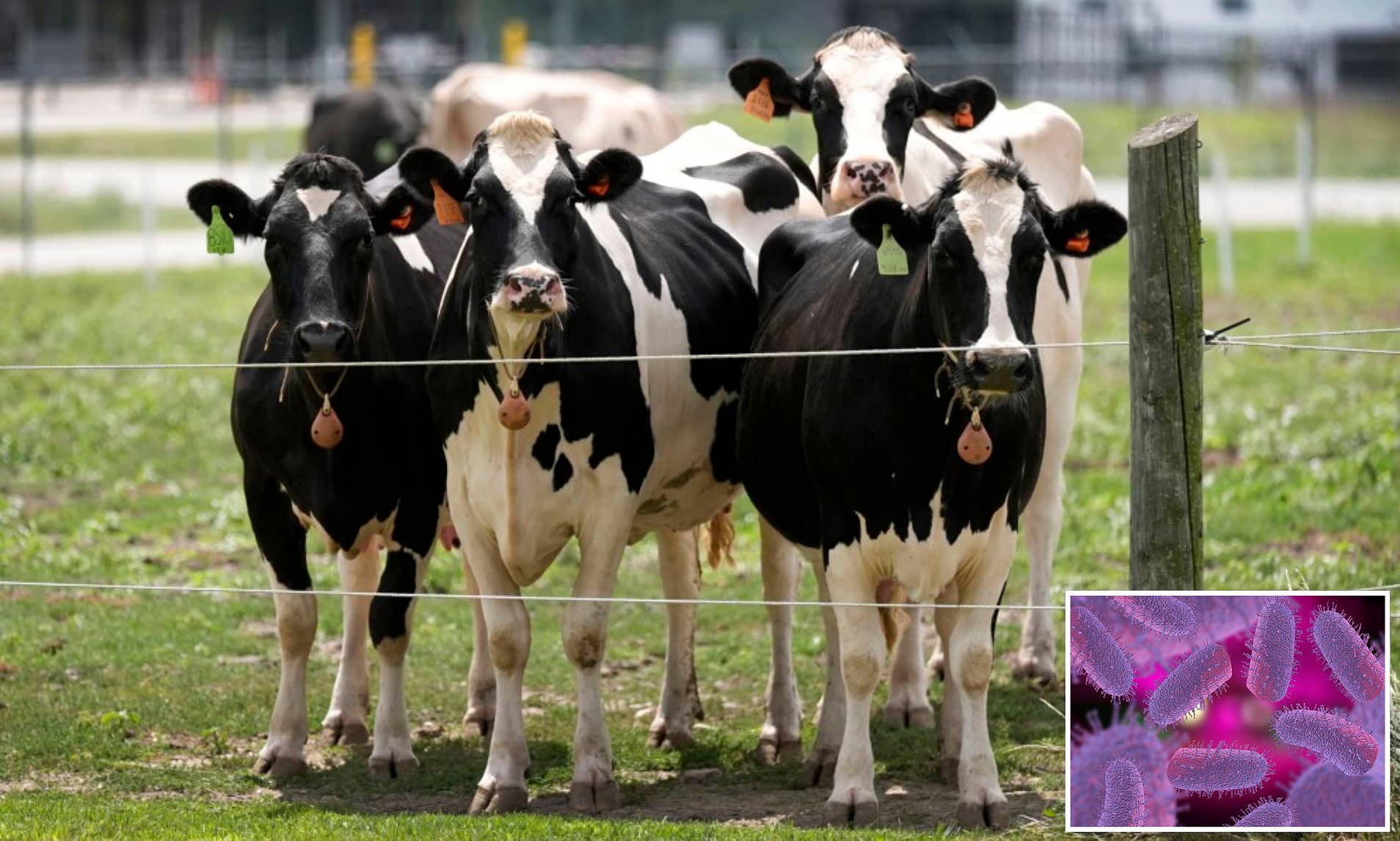 Woman dies of rabies after consuming contaminated cow's milk