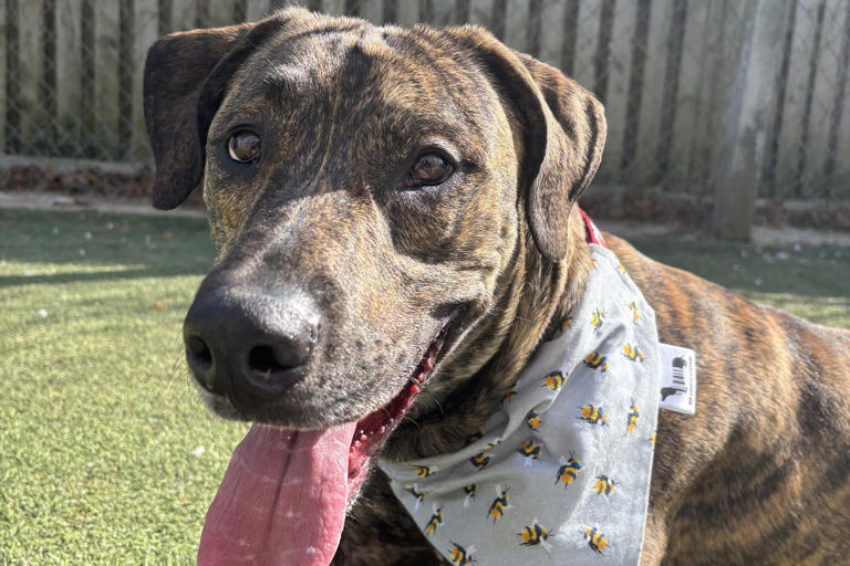 Clymping Dog Sanctuary: 8 rescue dogs looking for homes in Sussex