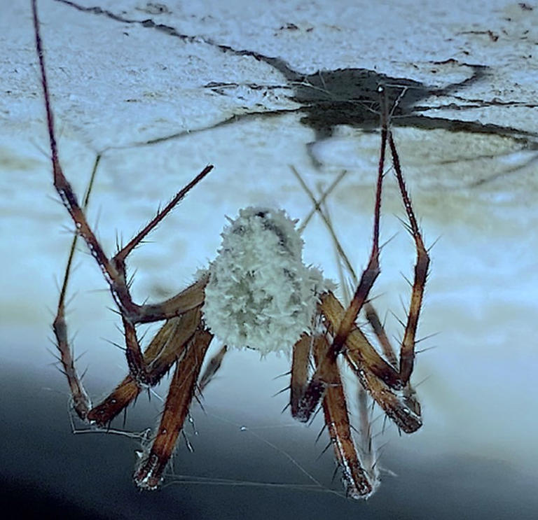 How do you treat a spider bite and what are the symptoms to look out for?