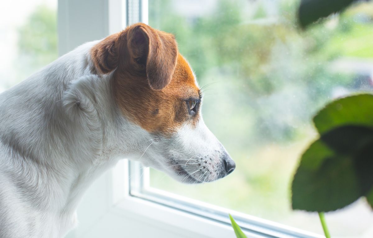 Votre chien est un pot de colle ? Attention, c’est peut-être un signe ...