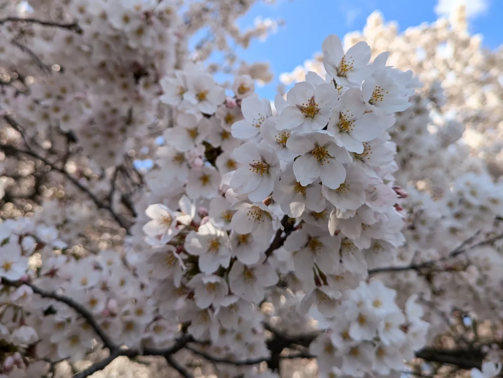 How long will cherry blossom peak bloom last?