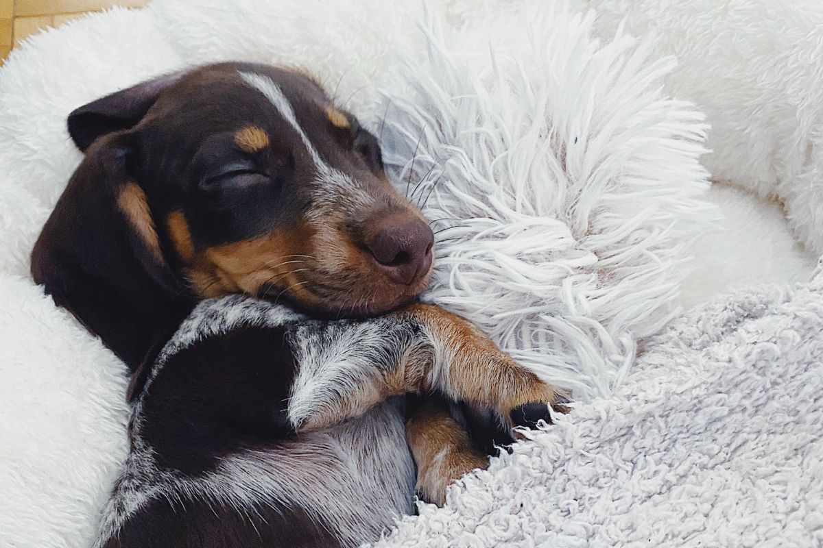 10 Most Affectionate Dog Breeds That Love to Cuddle