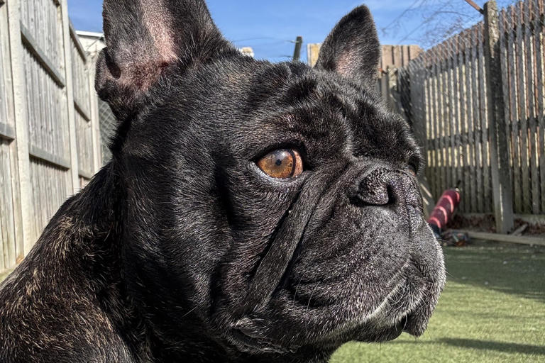 Clymping Dog Sanctuary: 8 rescue dogs looking for homes in Sussex