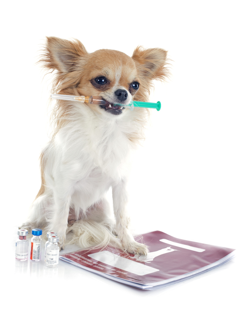 16 steps to building a pet emergency kit for peace of mind