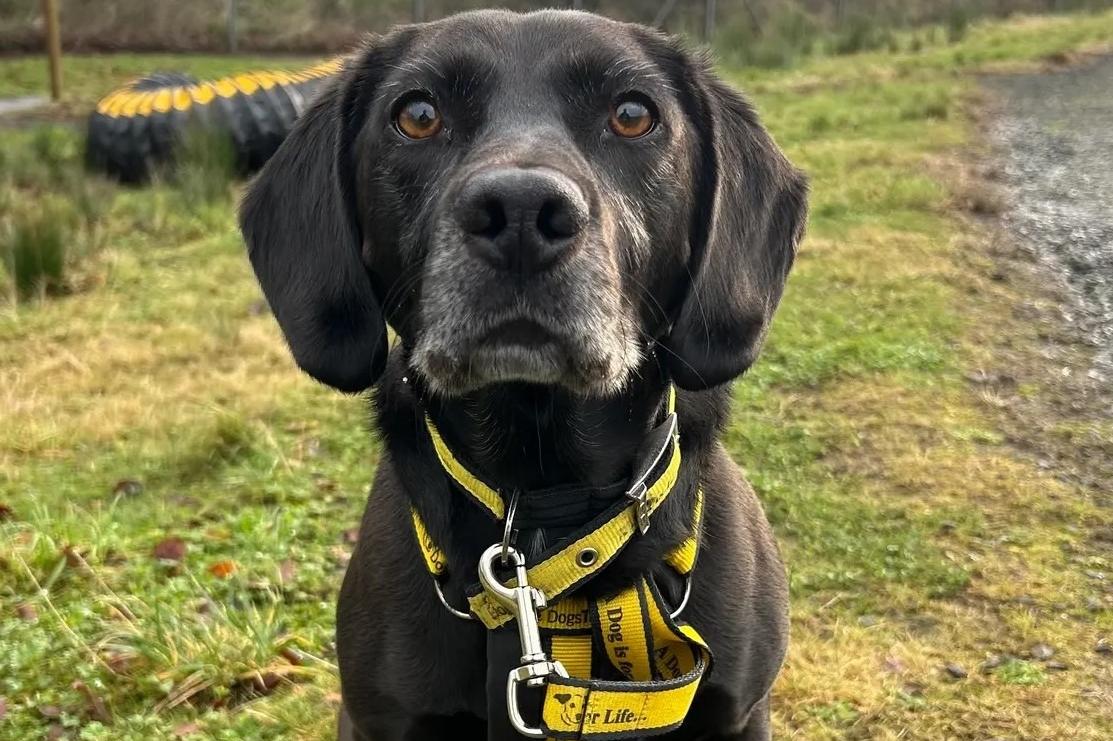 Dogs Trust: Buddy the brilliant Labrador cross and handsome Cocker ...