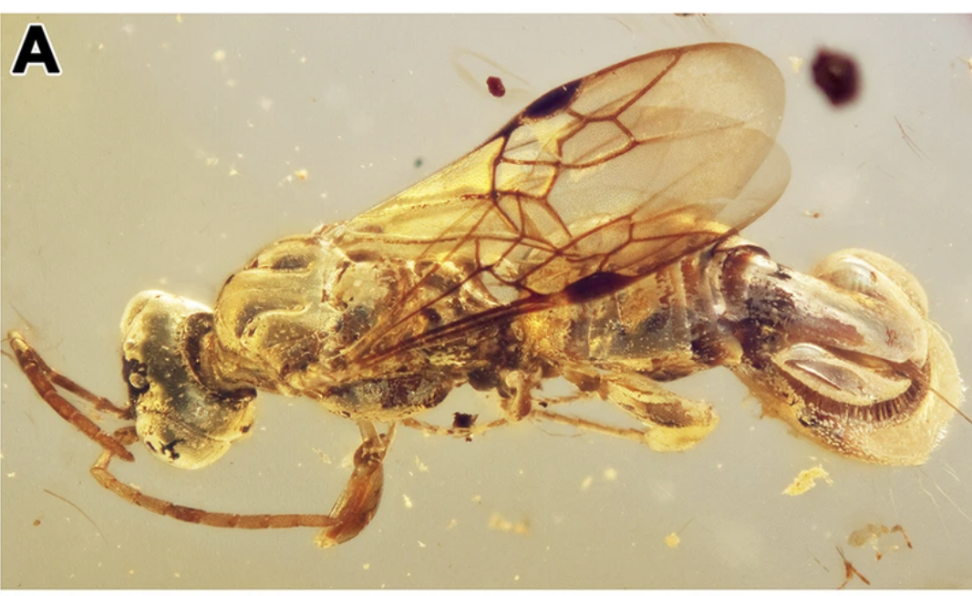 Ancient, Parasitic Wasp Used Its Rear End Like a Venus Flytrap to Catch ...
