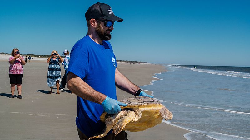 Rehabilitated sea turtles released back into Atlantic Ocean off Florida