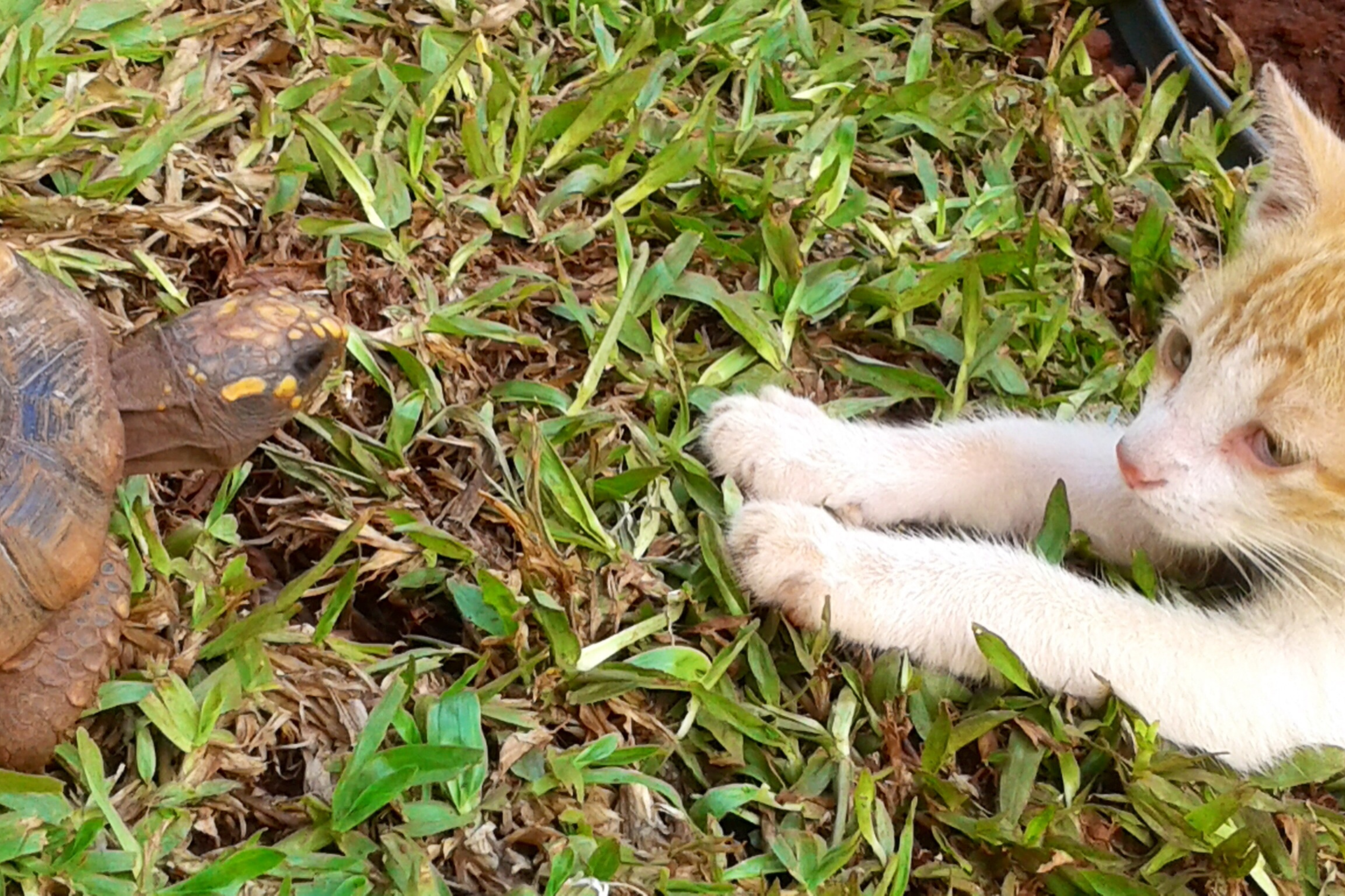 Orange Cat and Baby Tortoise's Unexpected Relationship Has Internet Weeping