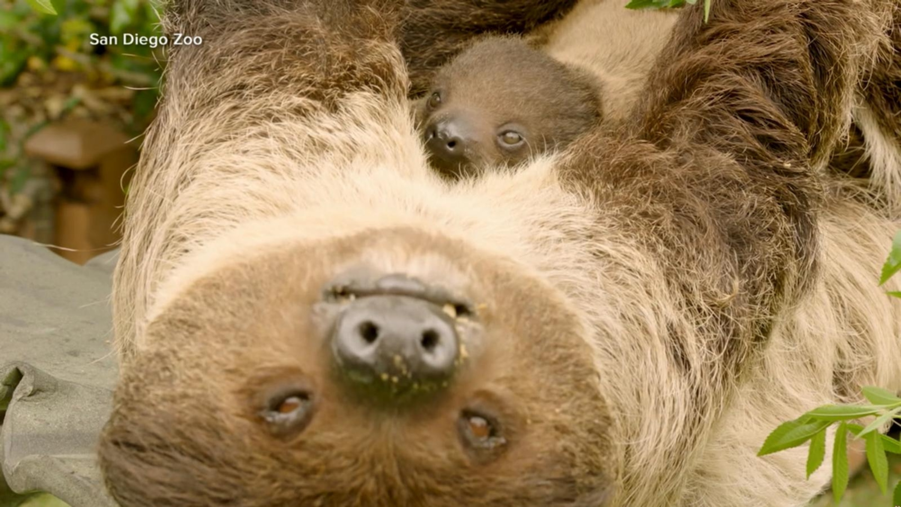 New footage shows baby sloth at San Diego Zoo