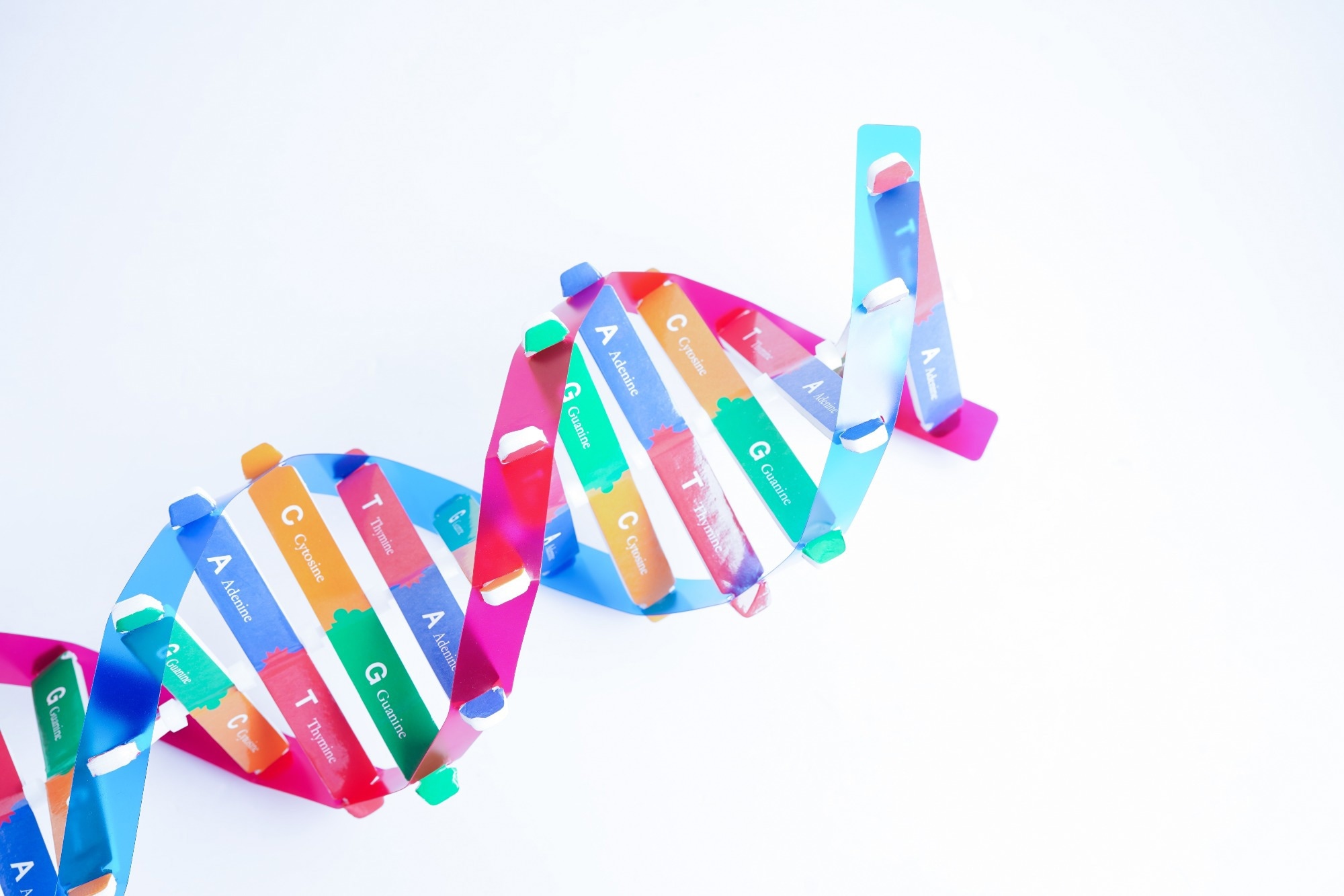 How Does DNA Unwind? Study Explores Helicase Mechanisms In DNA Replication