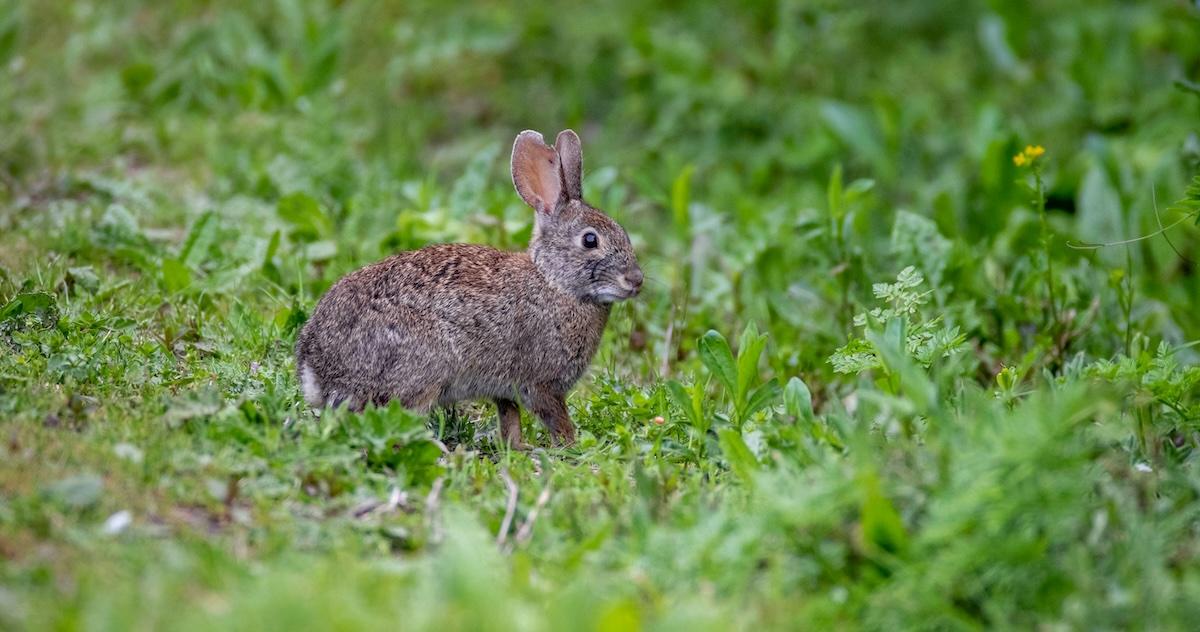 Find Out the Spiritual Meaning Behind a Rabbit Crossing Your Path