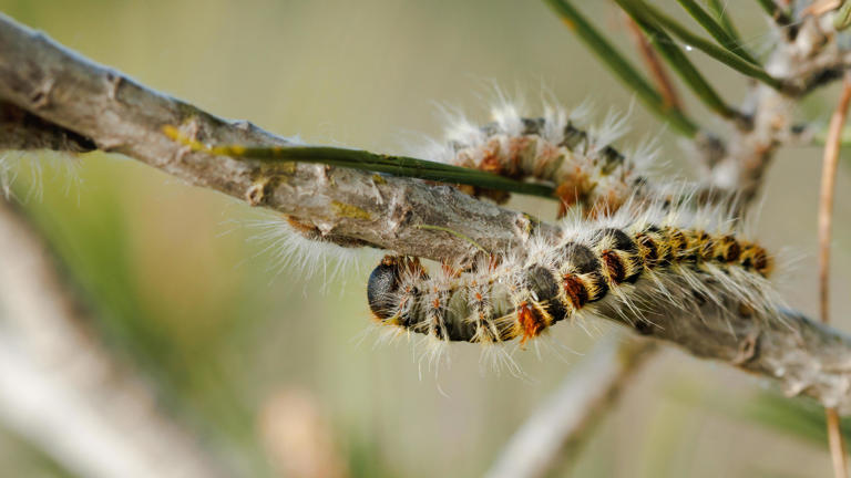 La processionaria è già in cammino: come riconoscerla e come proteggere ...