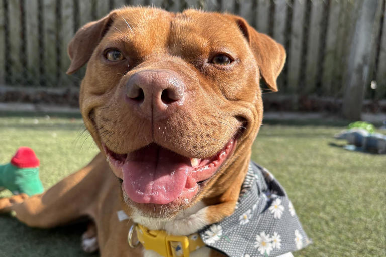 Clymping Dog Sanctuary: 8 rescue dogs looking for homes in Sussex