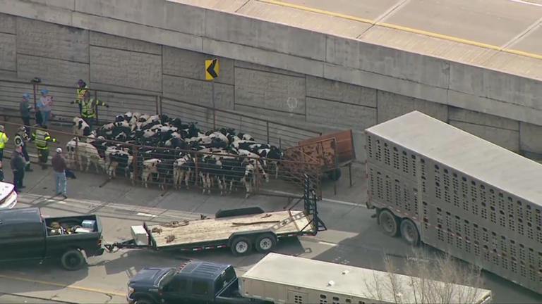 Truck hauling over 125 cows rolls over in Indiana; all lanes blocked