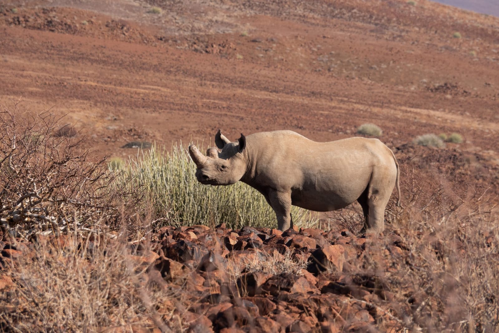 Joining a ranger patrol in Namibia to protect rhinos, elephants