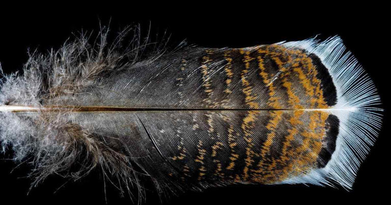 Scientists Astonished to Find 30,000-Yr-Old Griffon Vulture Feathers ...