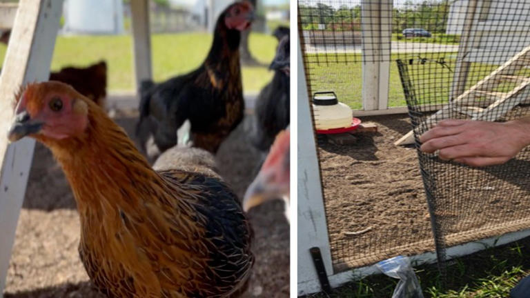 ‘A calculated heist’: Suspect sought after 6 chickens vanish from Land ...