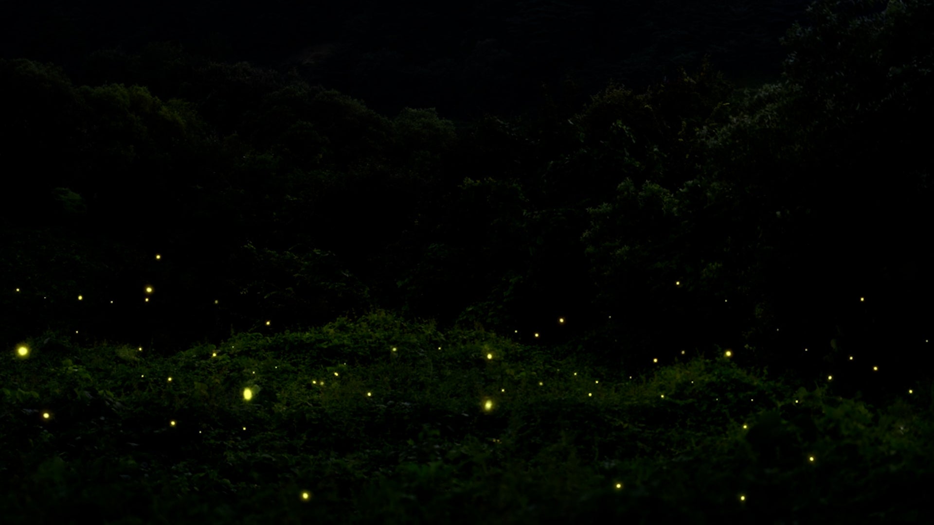 Where And When To See A Rare Synchronous Firefly Phenomenon