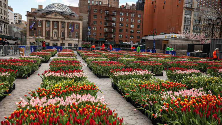 More than 150,000 colorful tulips expected in Union Square Sunday
