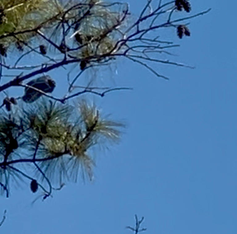 UFOs in Florida: What was that object floating above this city?