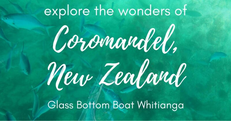 Glass Bottom Boat Whitianga: Exploring the beauty of the Coromandel ...