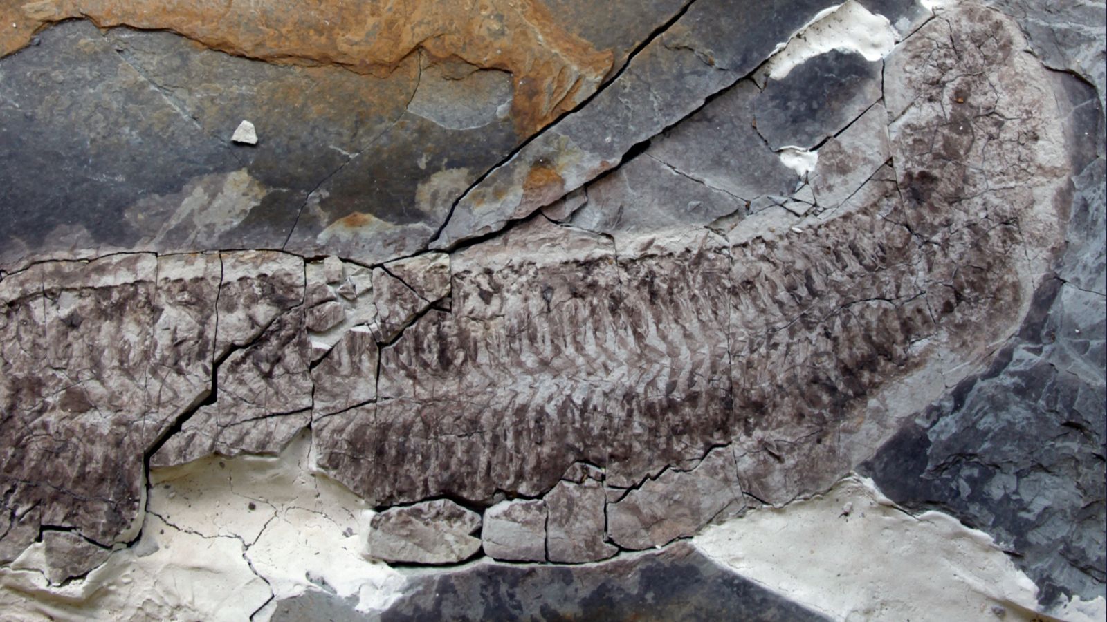 Scientists uncover 'inside-out, legless, headless wonder' that lived ...