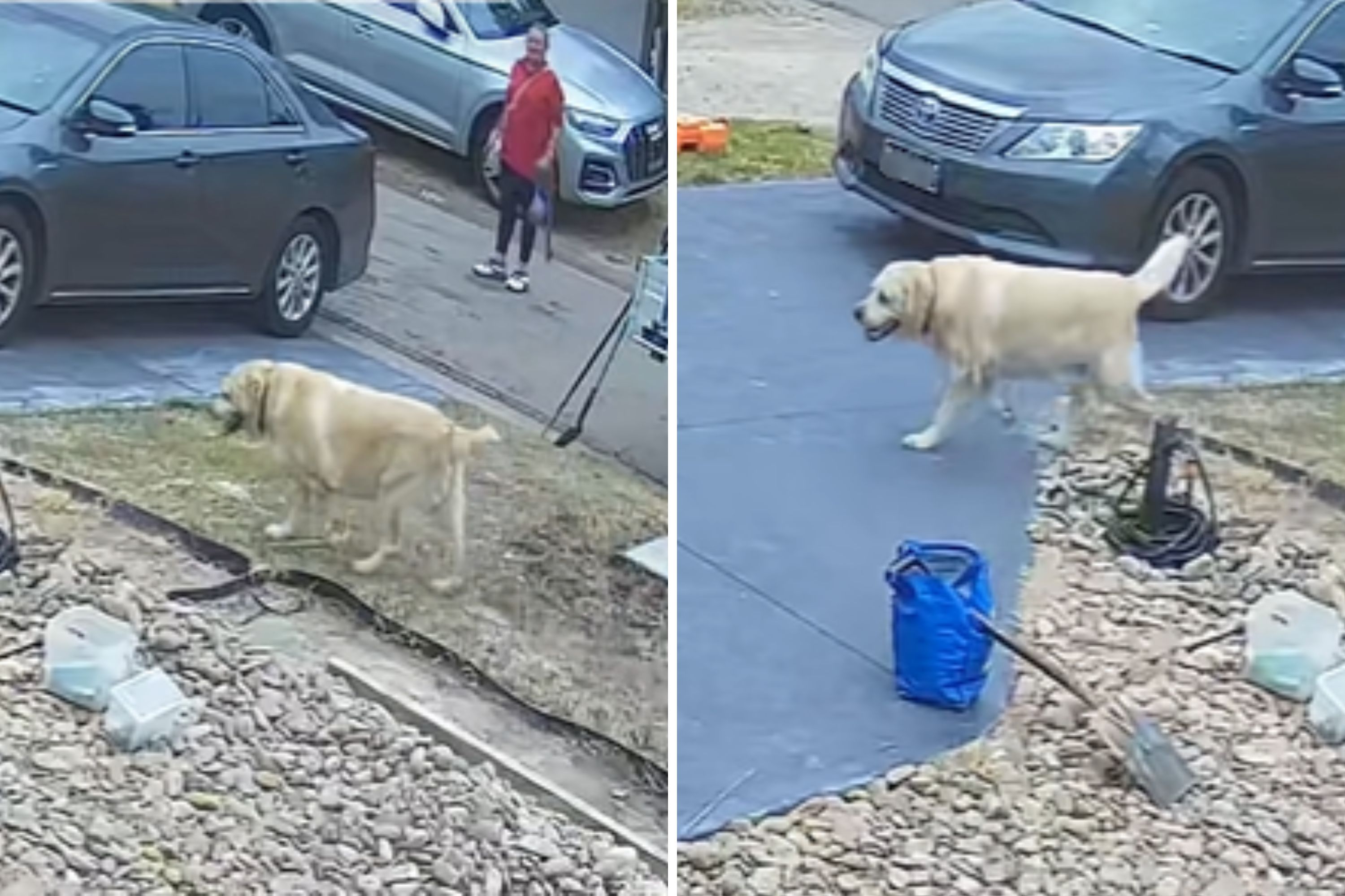 Family Discovers Random Dog in Their Pool, CCTV Reveals Everything