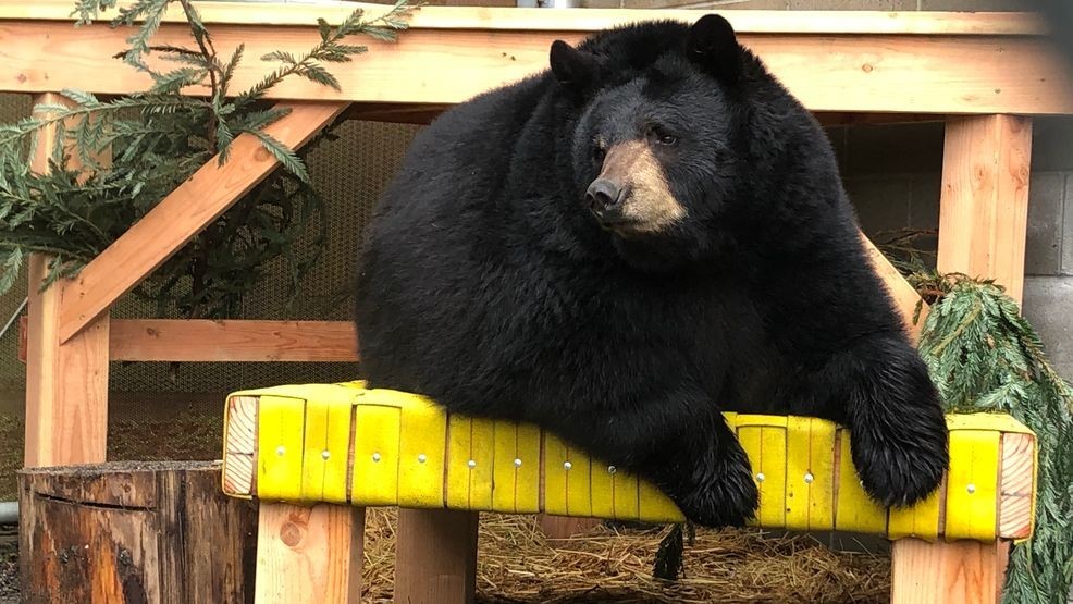 Sequoia Park Zoo welcomes new black bear named Ishung