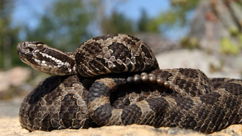 Snake covered by Endangered Species Act killed at Michigan park